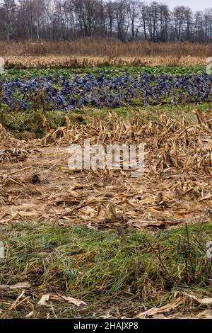 cabbages vegetable texture background / colorful ornamental cabbage ...