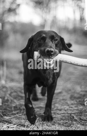 A grayscale closeup of a cute black Labrador Retriever dog Stock Photo ...