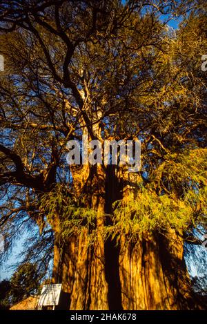 Sacred tree, Montezuma cypress, Taxodium mucronatum, Ahuehuete, Mexico ...
