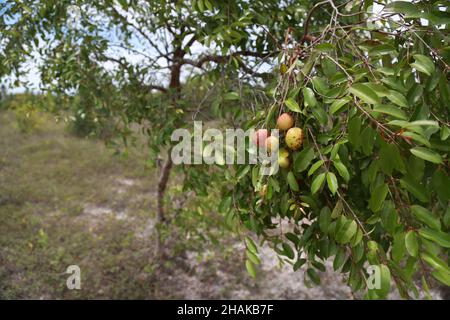 conde, bahia, brazil - march, 2015: Mangaba fruit on a mangaba tree in ...