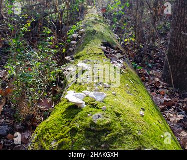 Scenic landscape of a forest with fallen logs in the big puddle in the ...
