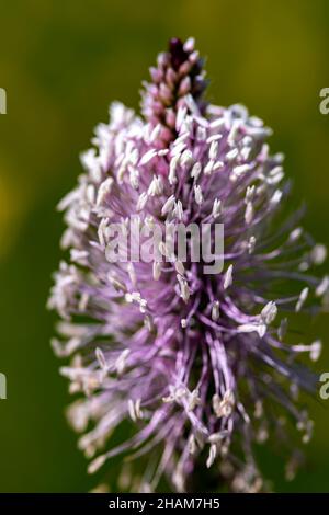 Plantago media flower growing in meadow, close up Stock Photo - Alamy