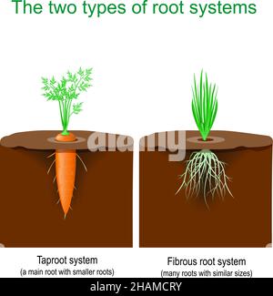 Taproot and fibrous root example comparison.Plant part with main large ...