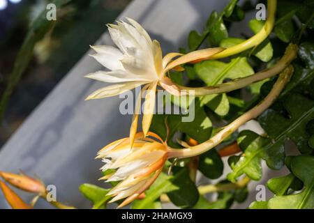 Fishbone Cactus, Flikig bladkaktus (Disocactus anguliger Stock Photo ...
