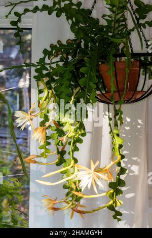 Fishbone Cactus, Flikig bladkaktus (Disocactus anguliger Stock Photo ...