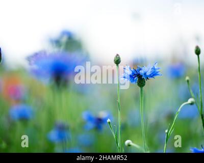 Bright Blue Corny Flowers on a Flower Meadow in Early Summer Stock ...