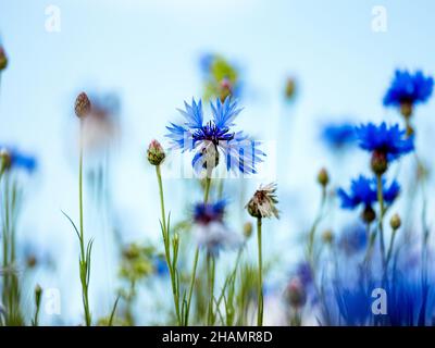 Bright Blue Corny Flowers on a Flower Meadow in Early Summer Stock ...