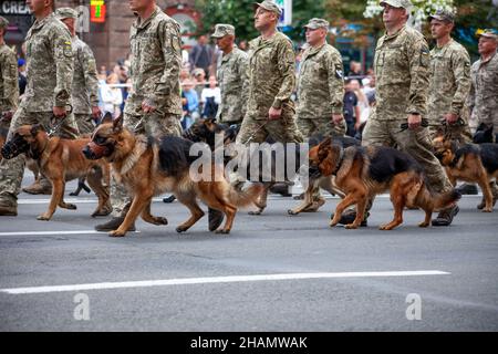 Ukraine, Kiev - August 18, 2020: Border guards with shepherd dogs. The ...