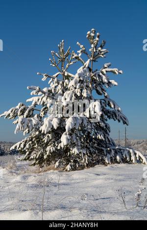 Park under snow against the background of the frozen river Stock Photo ...