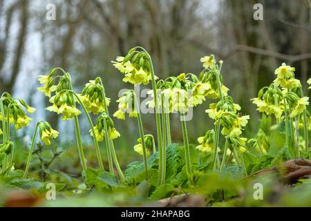 Cowslip paigle (Primula macrocalix Stock Photo - Alamy