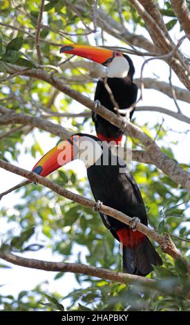 Two toco toucans in a tree Stock Photo - Alamy