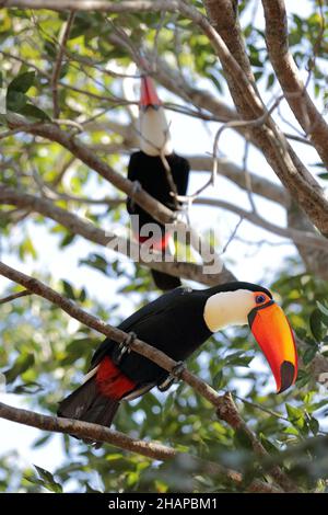 Two Toco Toucans in a tree, one plundering a birds nest, Pantanal ...