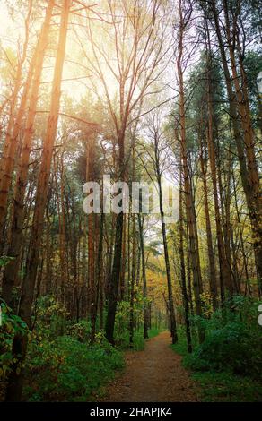 Dramatic autumn leaves with light leak background Stock Photo - Alamy