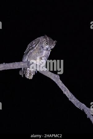 Arabian Spotted Eagle-owl (Bubo milesi) adult male perched on branch at ...