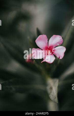 A vertical shot of a beautiful pink flower in a garden Stock Photo - Alamy