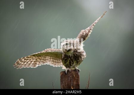 Owl sitting n the wooden column with blurred background Stock Photo - Alamy