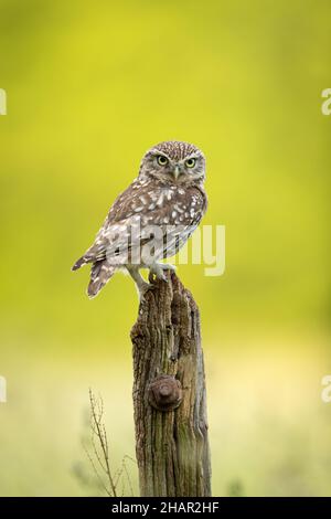 Owl sitting n the wooden column with blurred background Stock Photo - Alamy