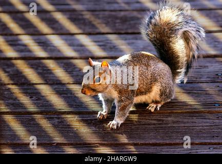 Garden Squirrel on the backyard deck Stock Photo - Alamy