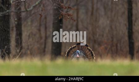 Jake wild turkey in a northern Wisconsin woodland Stock Photo - Alamy