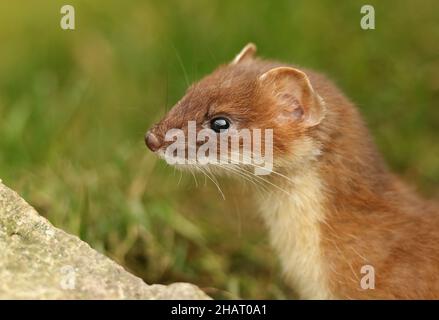 Close-up of a Stoat in Grass Stock Photo - Alamy