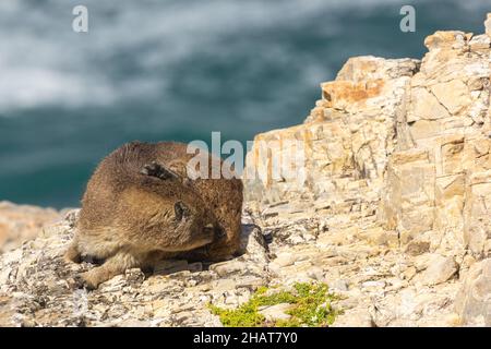 a dassie or rock rabbit seen from the Oyster Catcher Trail near ...