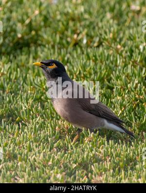 Beautiful common myna or Indian myna (Acridotheres tristis) walking in ...