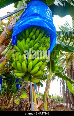 Banana plantation near Coral Bay, Paphos, Cyprus Stock Photo - Alamy