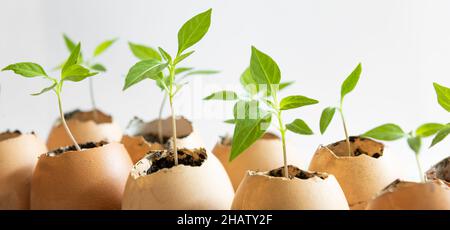 Seeds planting in egg shells over white background Stock Photo - Alamy