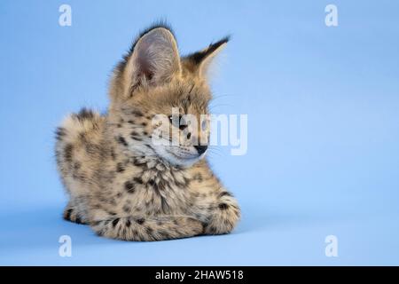 Serval (Leptailurus serval), juvenile, resting, 9 weeks, captive, studio photo, Austria Stock ...