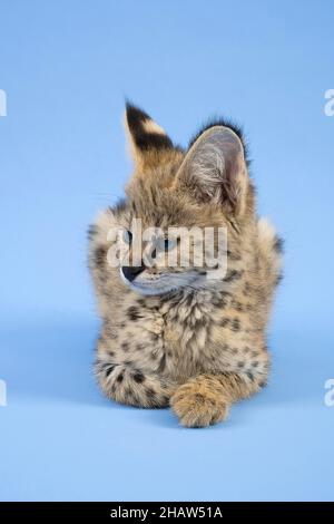 Serval (Leptailurus serval), juvenile, resting, 9 weeks, captive, studio photo, Austria Stock ...