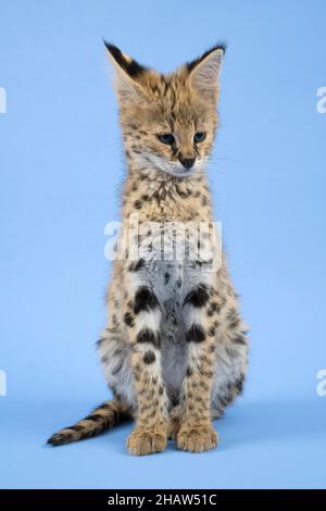 Serval (Leptailurus serval), juvenile, sitting, 9 weeks, captive, studio shot, Austria Stock ...