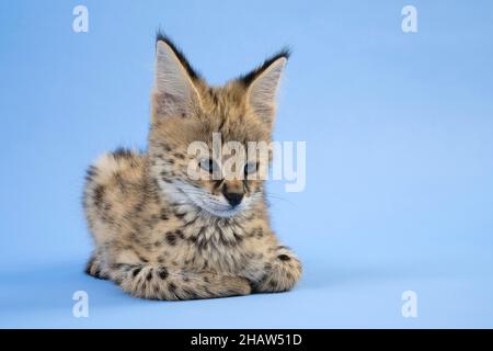 Serval (Leptailurus serval), juvenile, resting, 9 weeks, captive, studio photo, Austria Stock ...