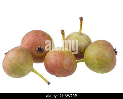 Pear variety Summerblood pear, free-standing Stock Photo - Alamy