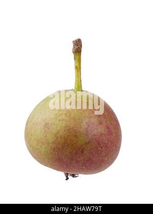 Pear variety Summerblood pear, free-standing Stock Photo - Alamy