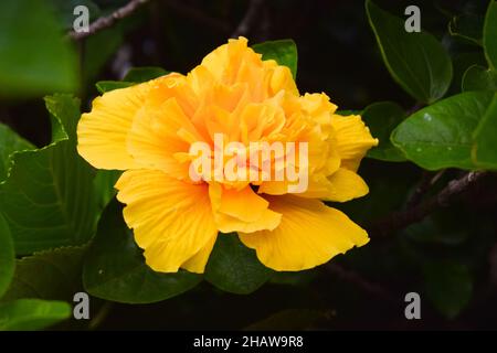 Exotic orange flower, closeup amber petals Stock Photo - Alamy