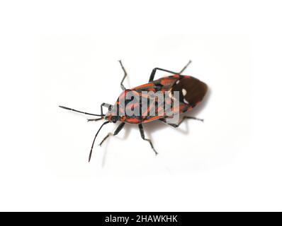 Black and red seed bug Spilostethus pandurus sitting on a flower bud ...