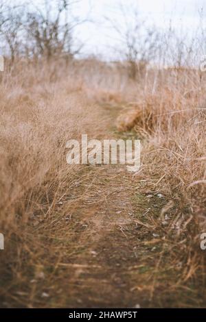 Field of wheat in Forth Worth, Texas, United States Stock Photo - Alamy