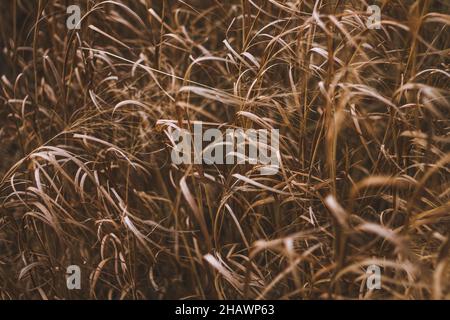 Field of wheat in Forth Worth, Texas, United States Stock Photo - Alamy
