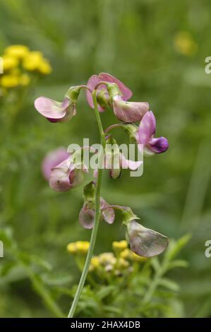 Lathyrus tuberosus, Tuberous Vetchling, Tuberous Pea Stock Photo - Alamy