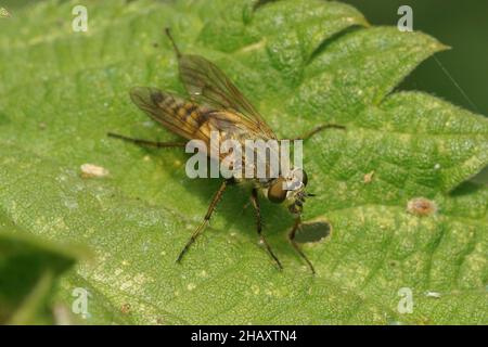 Common stiletto fly in Thereva nobilitata isolated on white background ...