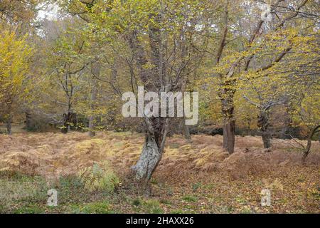 Trees with withered yellow foliage growing on ground covered with dried ...