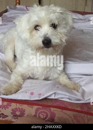 A closeup of a Maltese dog resting on a bed Stock Photo - Alamy
