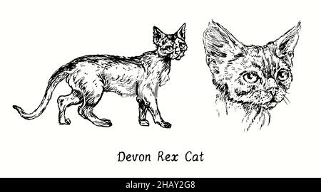 Devon Rex Cat standing side view. Ink black and white doodle drawing in ...