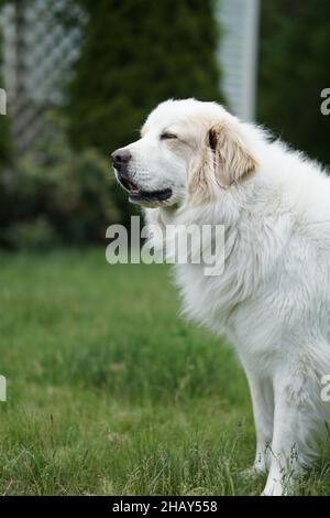 Great Pyrenees in garden Stock Photo - Alamy