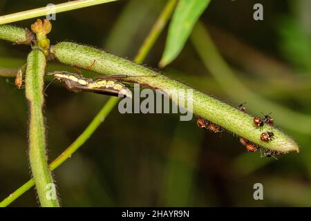 Leptocorisa oratoria, the rice ear bug, is an insect from the family ...