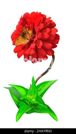 Orange flower of zinnia, isolated on black background Stock Photo - Alamy