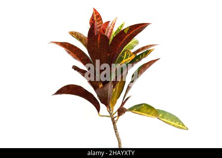 Croton plant isolated on white background Stock Photo - Alamy
