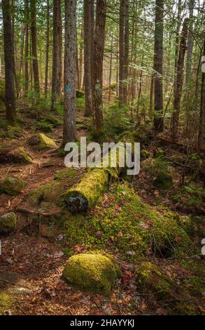 Conifer Forest in northern Vermont USA Stock Photo - Alamy
