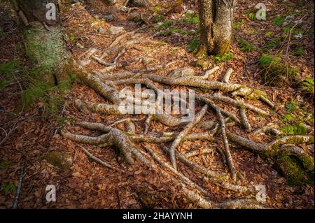 Forest floor with exposed birch tree roots, leaf litter, moss and rocks ...