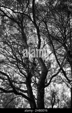 Greyscale shot of the trees in autumn Stock Photo - Alamy